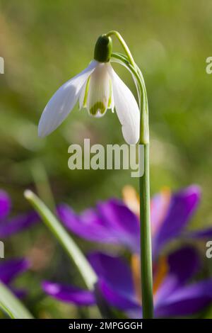 A close up of a single Snowdrop flower, (Galanthus nivalis) isolated ...
