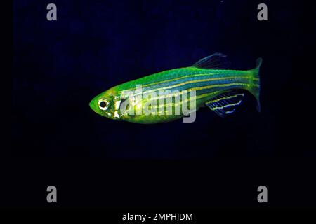 Fluorescent Freshwater Fish, Electric Green zebra danio fish, Glo Fish ...
