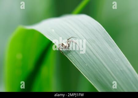 Beautiful green lynx spider perched on grass blades facing the onlooker ...