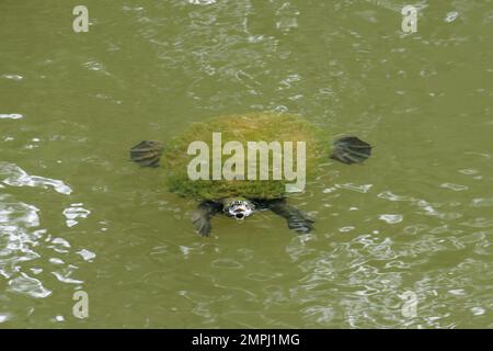 Moss Covered Pig Nosed Turtle Swimming Stock Photo - Alamy