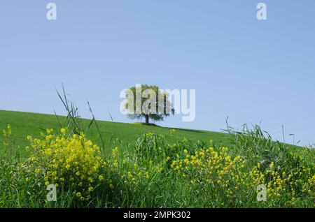 Spring landscape dominated by greenery, the first blooms can be ...