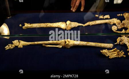 A virtually complete Australopithecus fossil is displayed at the ...