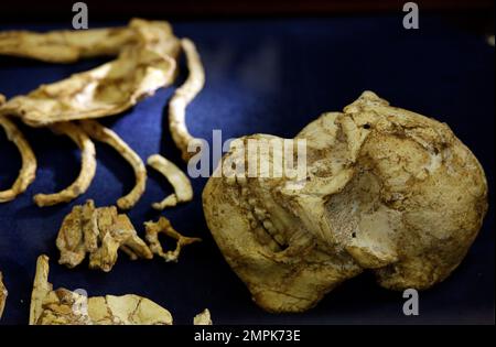 A virtually complete Australopithecus fossil is displayed at the ...