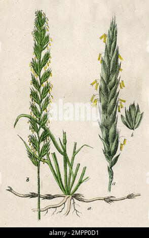 quackgrass, Elymus repens, (botany book, 1909), Quecke, chiendent ...