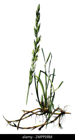 quackgrass, Elymus repens, (botany book, 1909), Quecke, chiendent ...