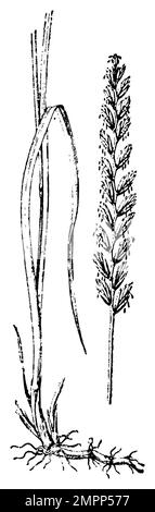 quackgrass, Elymus repens, (botany book, 1909), Quecke, chiendent ...
