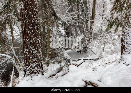 Piska Forest in winter weather, Poland Stock Photo - Alamy