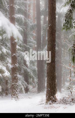 Piska Forest in winter weather, Poland Stock Photo - Alamy