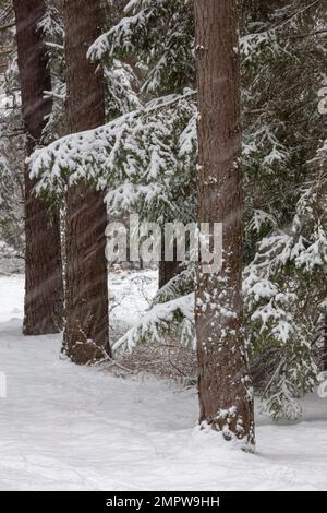 Piska Forest in winter weather, Poland Stock Photo - Alamy