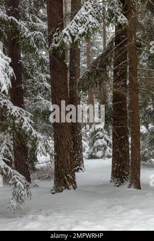 Piska Forest in winter weather, Poland Stock Photo - Alamy