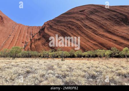 Large mulga tree, Acacia aneura growing in red soil of outback ...