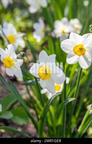 Narcissus flowers flower bed with drift yellow. White double daffodil ...
