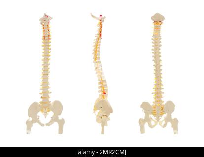 Collage of artificial human skeleton and spine models on white ...