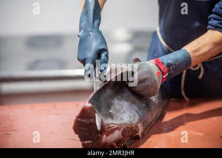 Cutting and prepping fish for canning process, Fish canning factory ...