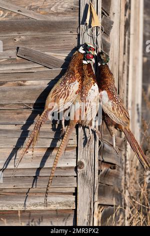 Harvested Pheasants in North Dakota on an October afternoon Stock Photo ...