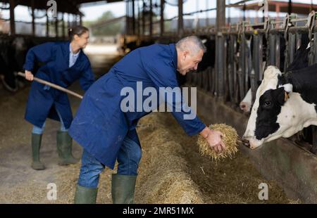 Mature farmer feeds cows with straw in cowshed of farm Stock Photo - Alamy
