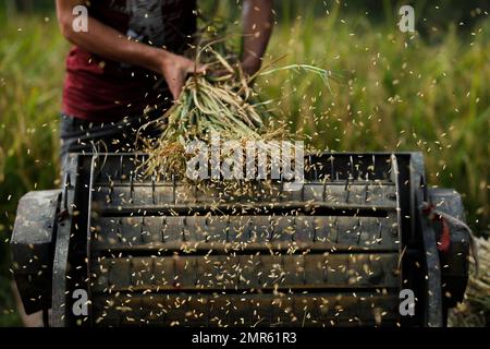 A Nepalese farmer thrashes paddy after harvesting at Bhaktapur, Nepal ...
