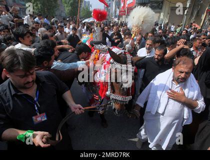 Pakistani Shiite Muslims pay respects to Zul Jinnah, a horse ...