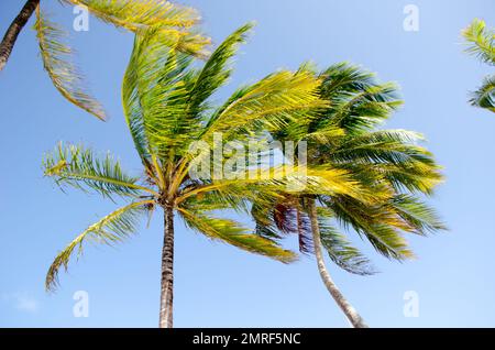 Waving coconut palm trees in Guna Yala due to trade winds Stock Photo ...