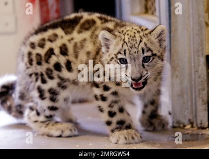 Male snow leopard cub Stock Photo - Alamy