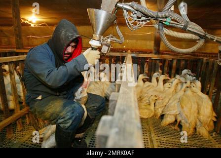 Foie gras : force-feeding of ducks Stock Photo - Alamy