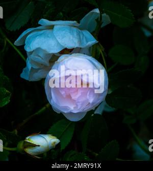 white roseship flower on a dark green background Stock Photo - Alamy