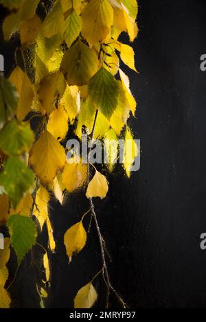 Autumn form. Yellowed birch branches through a wet rainy window Stock ...