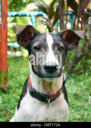 A mongrel dog stares at the camera Stock Photo - Alamy