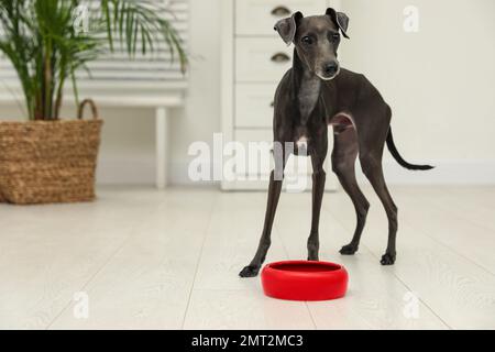 Italian Greyhound dog near feeding bowl at home, above view Stock Photo ...