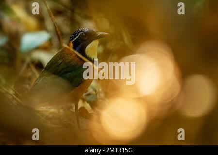 Pitta-like Ground Roller - Atelornis pittoides, beautiful shy colored ...
