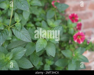 peppermint plant (scientific name Mentha x piperita Stock Photo - Alamy