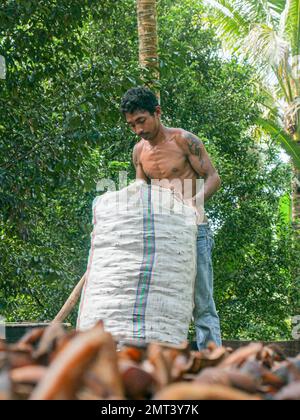 A man collects dried coconuts or copra at the traditional copra factory ...