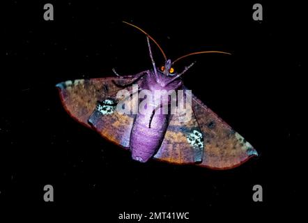 Australian Pink-bellied moth, Denochroma vinaria, Hakea Wine Moth ...
