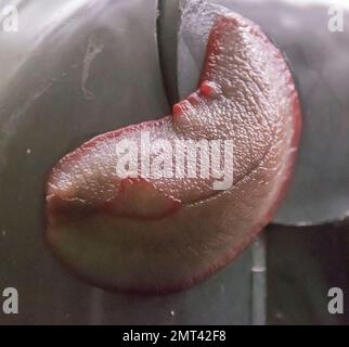 Red Triangle Slug (Triboniophorus graeffei Stock Photo - Alamy