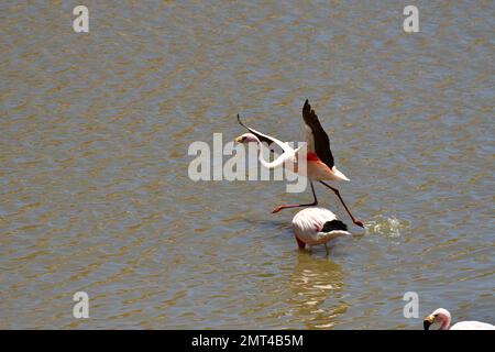 Flamingo starting landing in Atacama Desert chile South America Stock ...