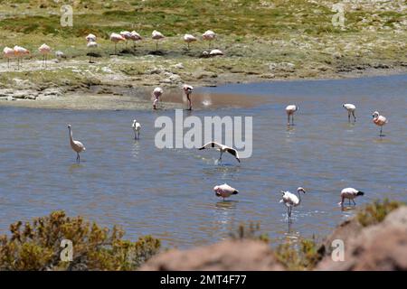 Flamingo starting landing in Atacama Desert chile South America Stock ...
