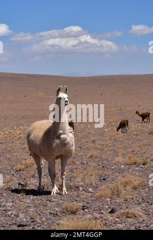 Lamas in Atacama Desert Chile South America Stock Photo - Alamy