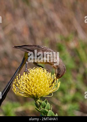 Cape sugarbird (Promerops cafer) perching on a protea flower. This ...