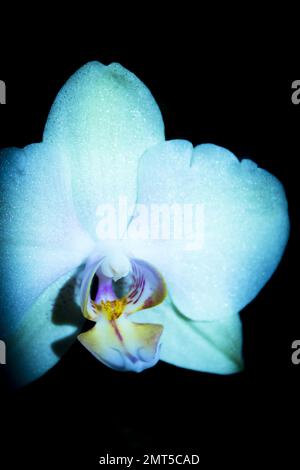 Bright greenish yellow open Orchid flower. Black background Stock Photo ...