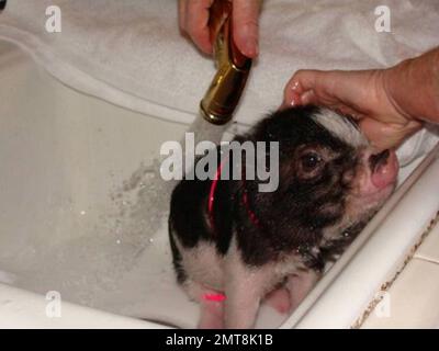 EXCLUSIVE!! This is Paris Hilton's adorable new pet Princess Pigelette ...