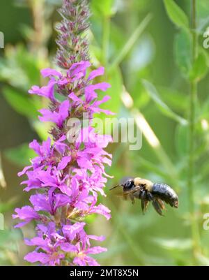 A vertical closeup of a Bumblebee, Bombus flying around a tiny purple ...