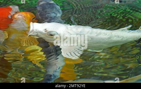 Colorful Japanese Carp fish ( Nishikigoi ) in a lovely Koi pond in a ...