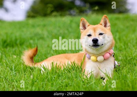 Cute Shiba Inu dog lying on white background Stock Photo - Alamy