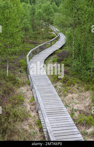 The raised bog Mecklenbruch, Silberborn, Holzminden district, Solling ...