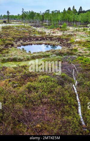 The raised bog Mecklenbruch, Silberborn, Holzminden district, Solling ...