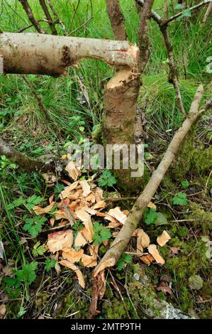 Willow tree felled by reintroduced European Beaver (Castor fiber) by ...