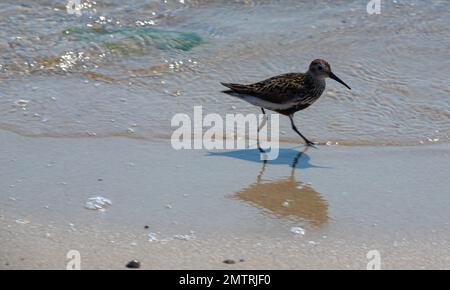 A Dunlin is walking on the beach. Also known as a Red-backed Sandpiper ...
