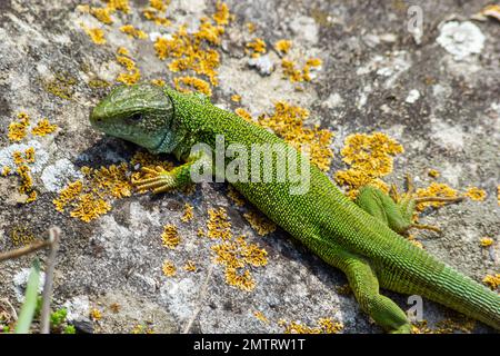 Green lizard, Lacerta viridis, is a species of lizard of the genus ...