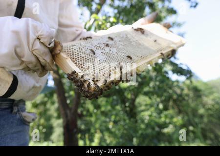 Beekeeper holds honeycomb sweet nectar filled with bees at clear sunny ...