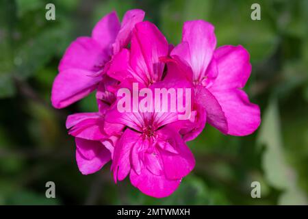 Pelargonium, Geranium, magenta, garden in Summer Stock Photo - Alamy